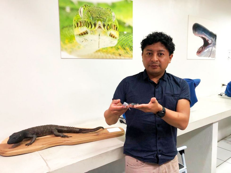 Anolis, unas lagartijas en riesgo por los parásitos - Conexion PUCE