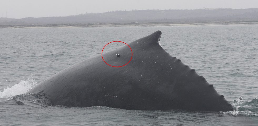 Las ballenas jorobadas, una especie que necesita ser protegida ...